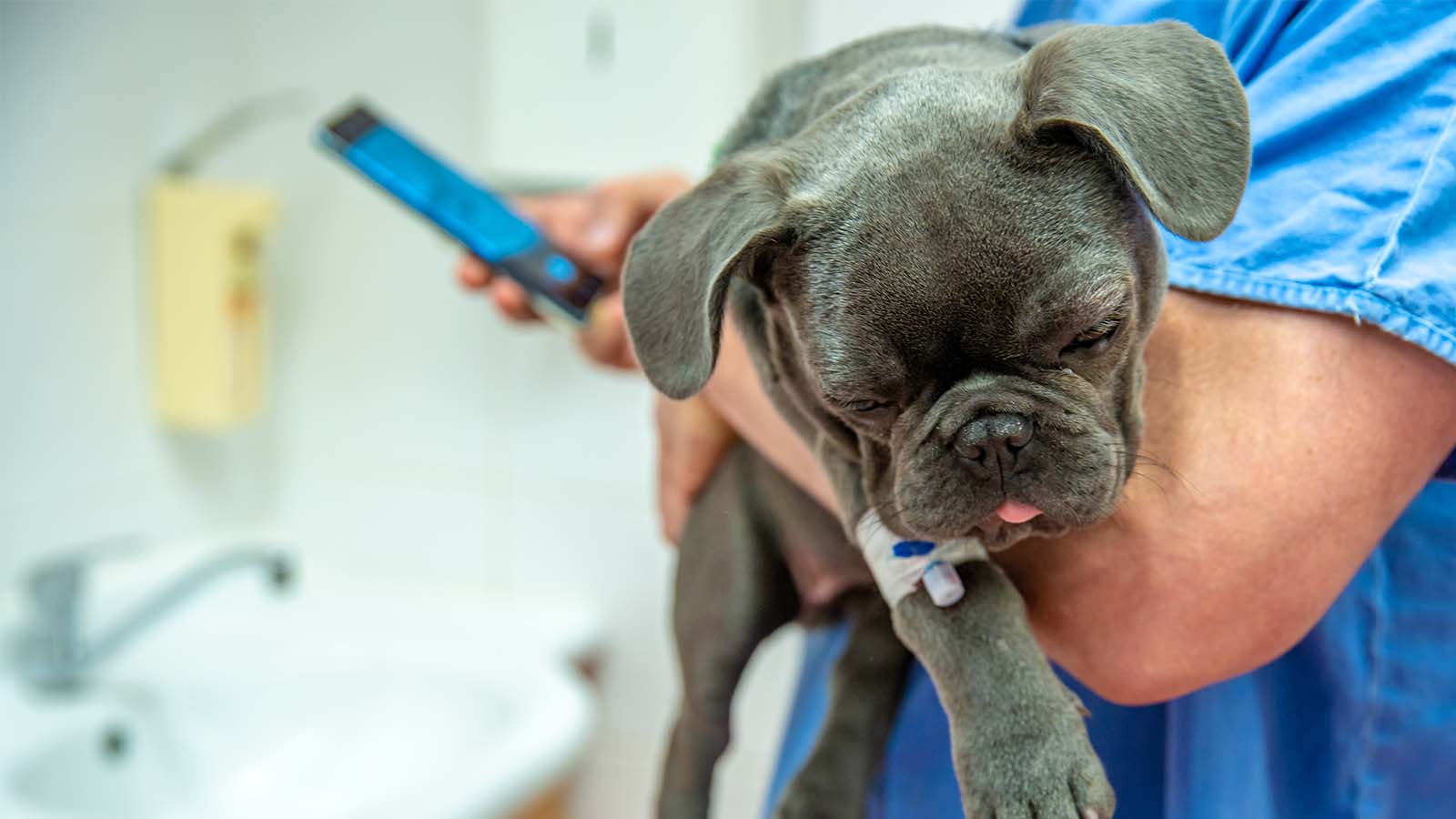 How VoIP Technology Enhances Client Communications for Your Veterinary ...