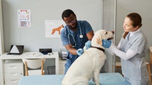 Veterinary Conferences to Attend in 2025 | Weave | Weave