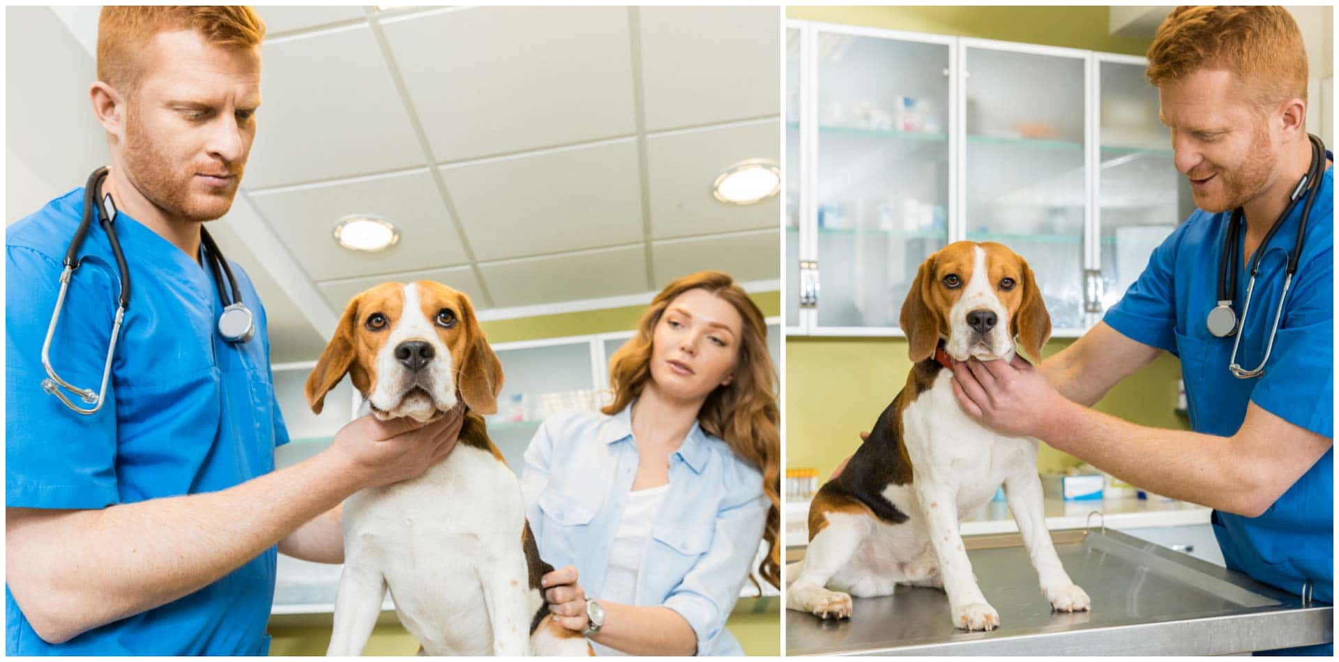 Veterinary Clinic Damage Control: How to Manage the Unthinkable - Weave