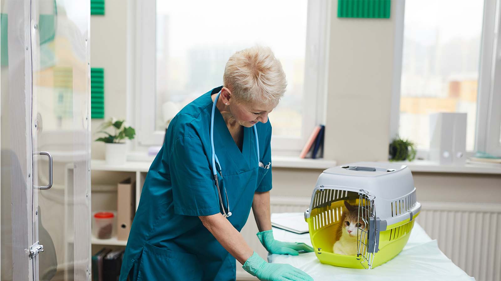 Veterinary Clinics: An Alarming 70% Are Battling Staffing Shortages in ...