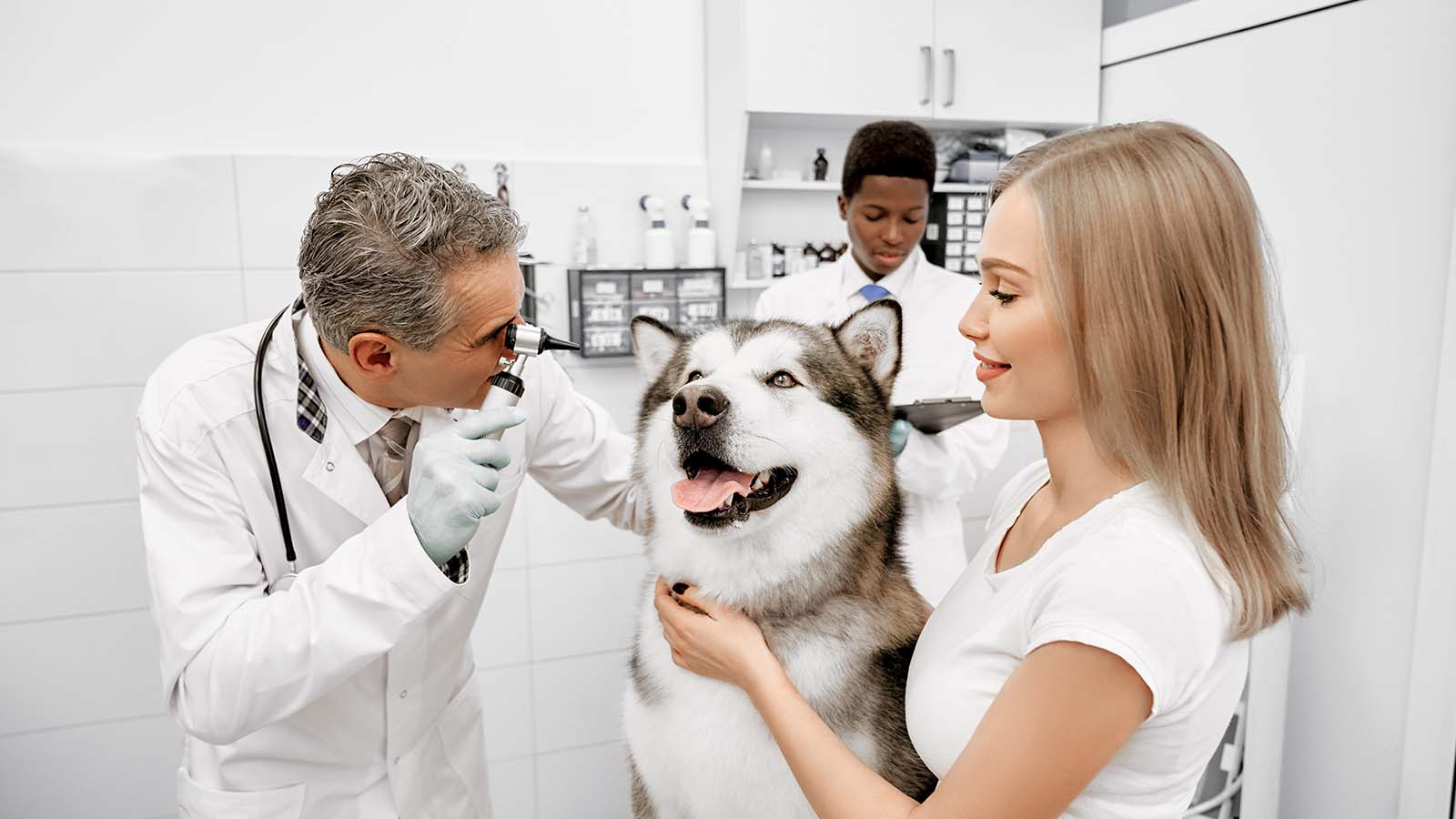 Veterinary: Medical Supplies, Equipment & Archives - Weave