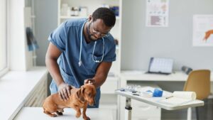 Veterinary Client Education: Free Resources, Tips, Best Practices | Weave