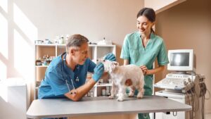 Daily Checklists for Your Veterinary Practice | Weave | Weave
