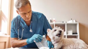 Vet Bill Payment Plan: Ultimate Guide for Vet Clinics | Weave | Weave