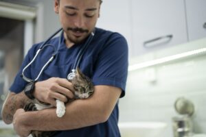 Preventing Veterinarian Burnout & Compassion Fatigue | Weave | Weave
