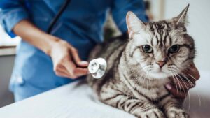 Understanding Cat Health Checks: A Complete Guide to Feline Wellness ...