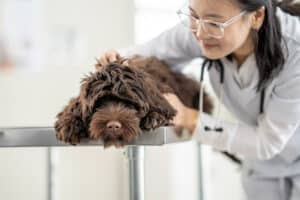 Vet Tools: 20 You Need in Your Veterinary Clinic | Weave | Weave