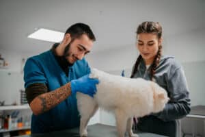 Flea and Tick Prevention Guide for Veterinary Clinics | Weave | Weave