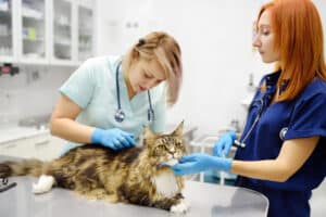 Ringworm Cleaning Protocol for Veterinary Practices | Weave | Weave