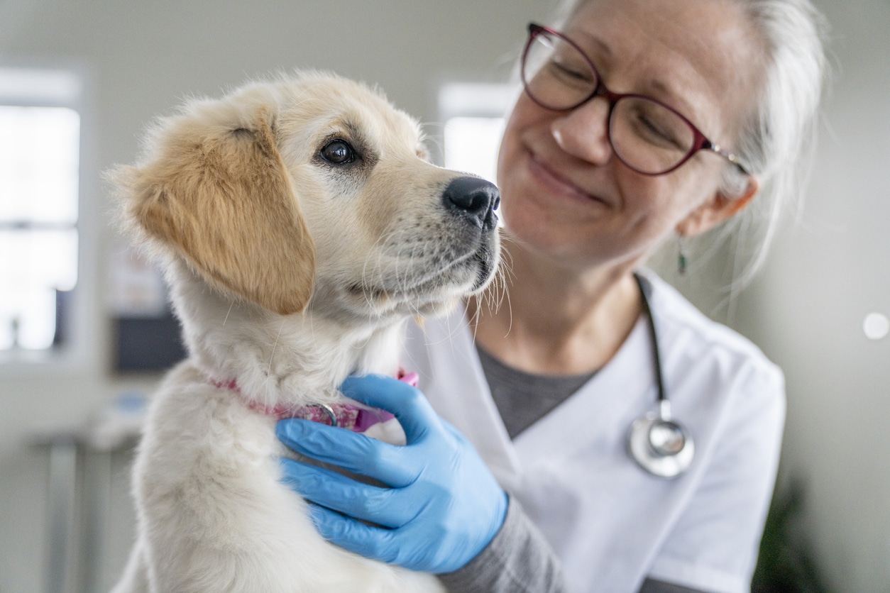 AI Vet Solutions: Artificial Intelligence Used in Animal Healthcare ...