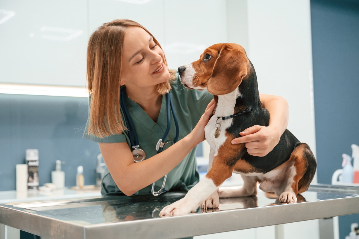 Vet Recruitment: How to Attract Top Veterinary Talent | Weave | Weave